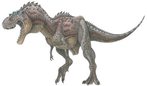 Albertosaurus Pictures And Facts The Dinosaur Database