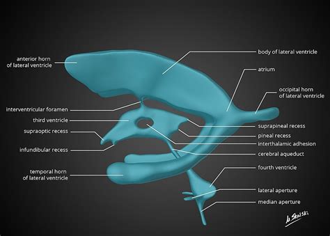 Anatomy Of The Ventricles Subarachnoid Spaces And Meninges