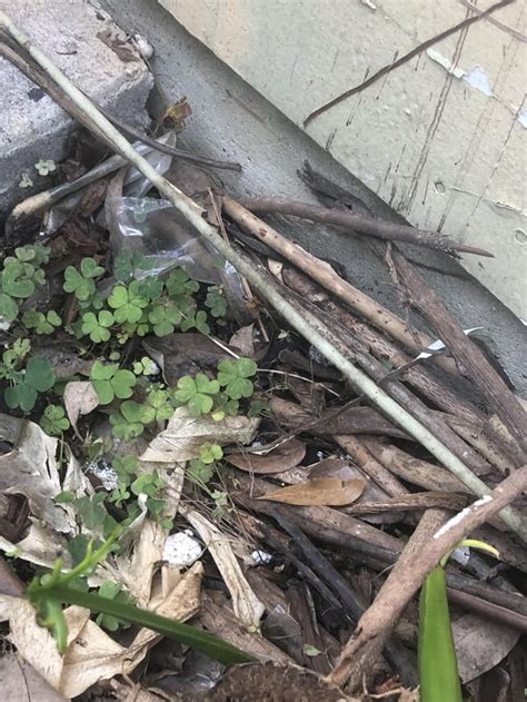 Newbie Needing Help Dont Hate Me 😅 Rgardening