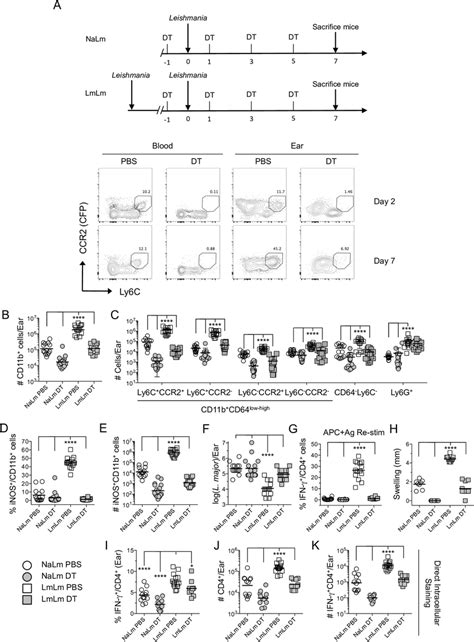 Ccr2 Monocytes Are The Effector Cell Responsible For Parasite