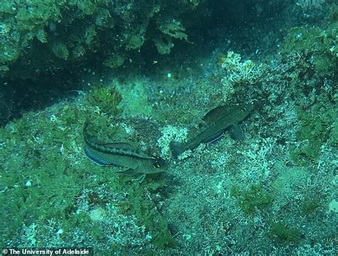 Fish Sex Organs Boosted Under High CO2 Study Finds Daily Mail Online