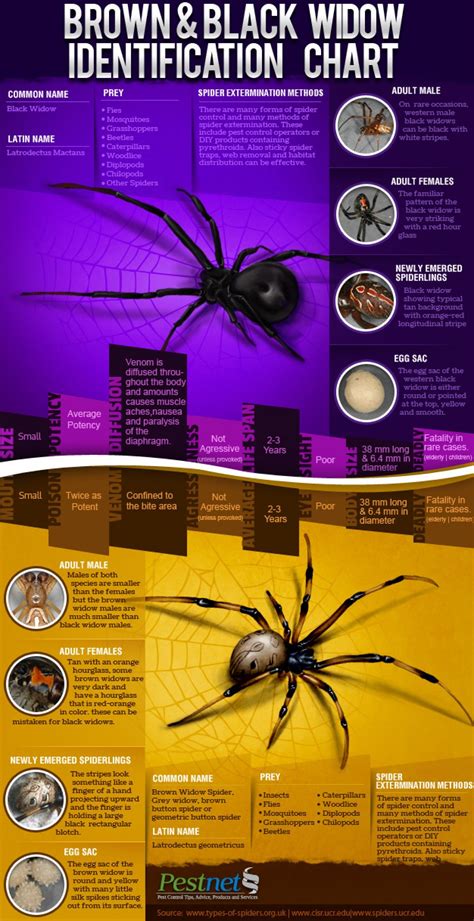 Black And Brown Widow Identification Chart Spider Identification