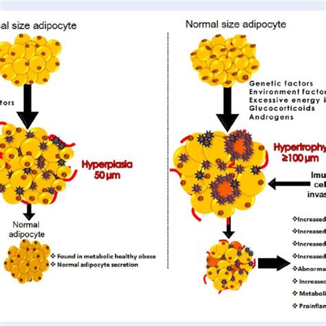 Adipocyte Functions Dysfunctions According Cell Size Download