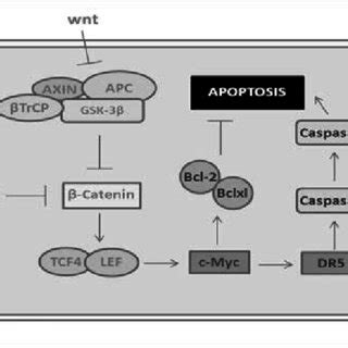 The signaling of β catenin which through TCF enables the production Download Scientific