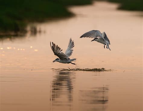 Award Winning Photographer Mainak Halder Captures Beautiful Bird Photos