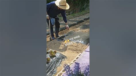 모든건 질서 있게 반듯 반듯 해야 하는 울 서방님 고구마 구멍 뚫기도 신중하게 주말농장 농부의일상 Shorts Youtube