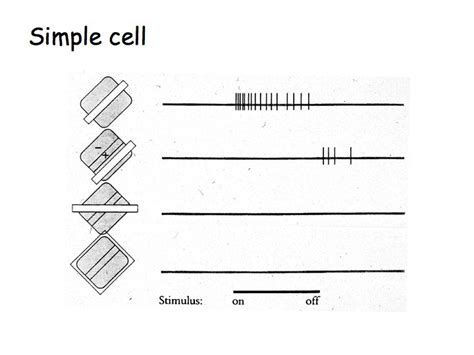 Perception Lecture Notes Lgn And V1