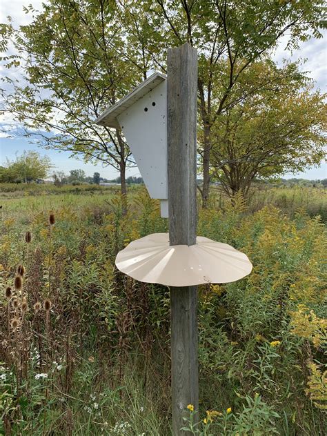 The Basics Of Bird Boxes Upper Thames River Conservation Authority