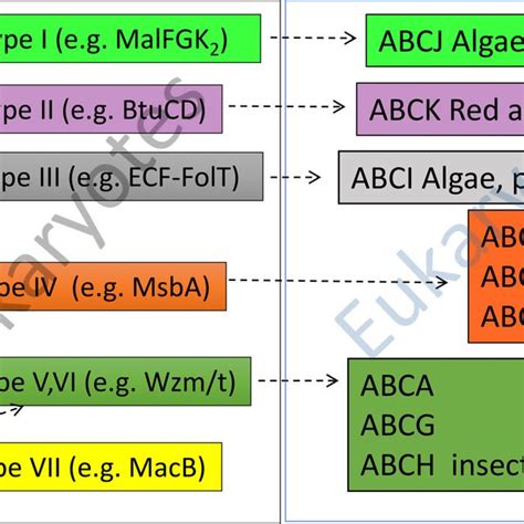 Structures Of Different Types Of Bacterial Atp Binding Cassette Abc
