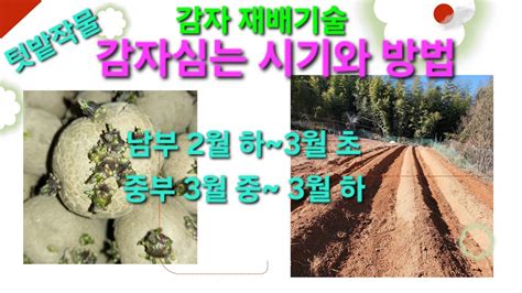 씨감자 심기 봄감자 심는 방법 이렇게 하시면 굵은 감자 다수확 합니다 Youtube