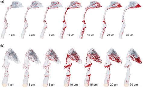 Deposition Patterns In The Human Nasal Model Following Exposures To 1 Download Scientific