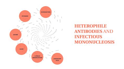 Heterophile Antibodies By Mae Angelie Tabbu On Prezi