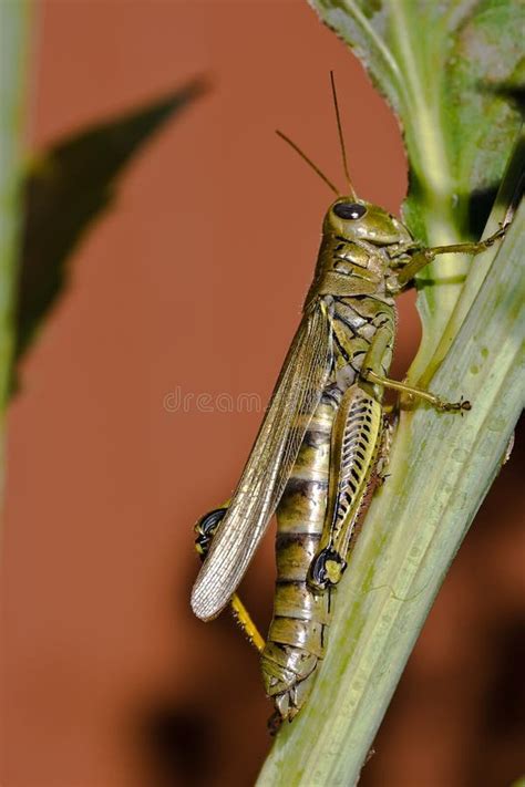 Grasshopper Macro Picture Image 3689590