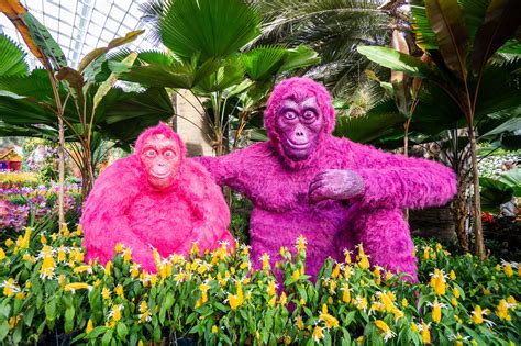 滨海湾花园门票热卖中！ 还记得小编上次分享兰花展的咨询给大家吗？ Pearl Holiday 珍珠假期