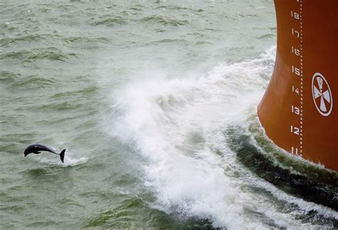 The Dark Side Of Marine Renewable Energy Developments Lifegate