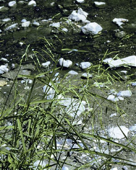 Rice Cut Grass Rice Cut Grass