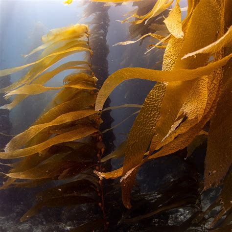 So Cal Dive Trip Report Anacapa Island Aboard Spectre Hollywood Divers