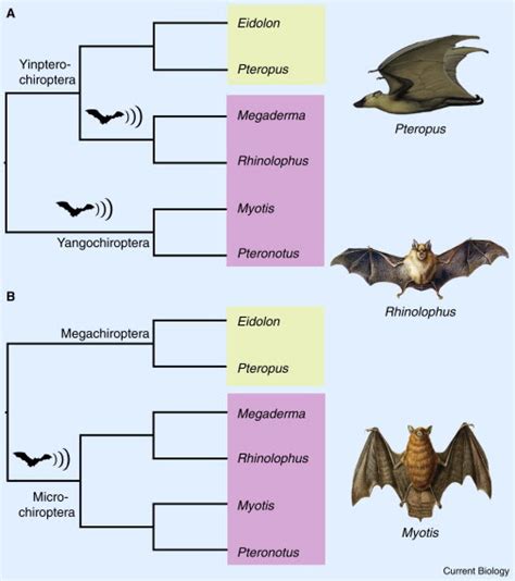 Info On Bats Megabats Megachiroptera Yinpterochiroptera And