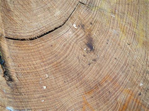 A Cut Of A Log The Surface Is Wooden Stock Image Image Of Material