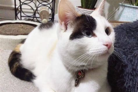 우리 집이 사랑방 고양이 5마리가 부엌에 모여 벌어진 일 재미진