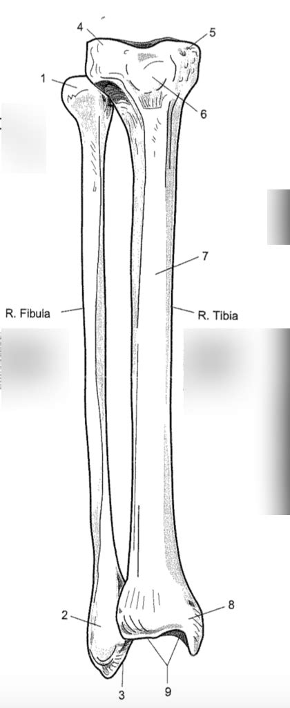 Appendicular Skeletal System Tibia And Fibula Diagram Quizlet