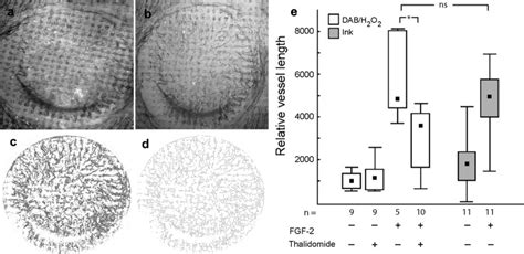 Semi Automated Quantification Of Neovessel Density Ad Successive