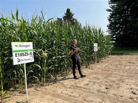 Enogen Corn Touted For Silage Feed Efficiency Farmtario