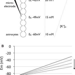 Schematic Illustrating The Effects Of The Diffusion Barrier Created By Download Scientific