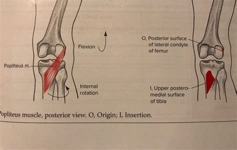 Knee Joint Origininsertion Flashcards Quizlet