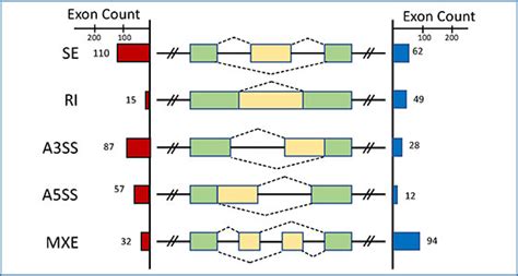 AS Quant Detection And Visualization Of Alternative Splicing Events With RNA Seq Data RNA