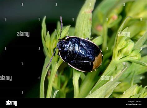 Burrower Bug Cydnid Bug Burrowing Bug Negro Bug Canthophorus Dubius