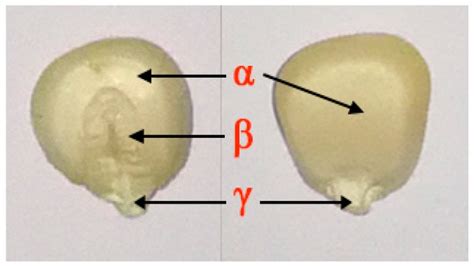 Hyperspectral Image Based Variety Classification Of Waxy Maize Seeds By The T Sne Model And