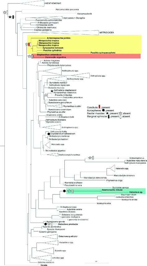 Ancestral State Reconstruction Of Morphological Characters
