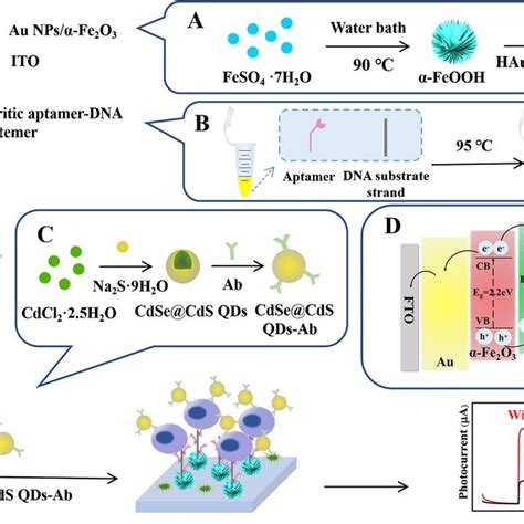 Schematic Representation For Sandwich Pec Cytosensor For Ultrasensitive