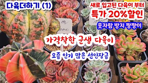 다육더하기1 예쁜 다육이 군생 가격 착하게~할인까지 해비옥금 이구아돌세금 Youtube