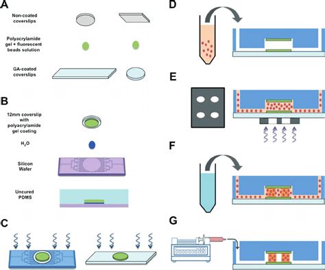 Schematic Of Microfluidic Device Fabrication And 3d Cell Encapsulation