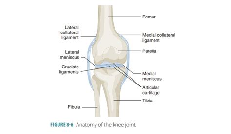 Knee Joint Diagram