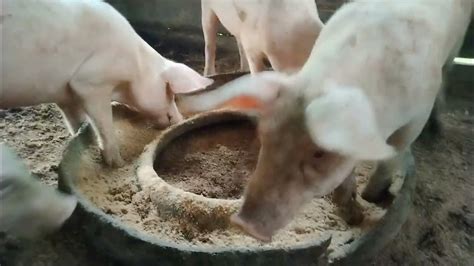 ការដាក់ចំណី និងថែទាំ ជ្រូក Youtube