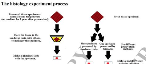 The Histology Experiment Process Illustration Download Scientific