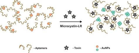 Highly Sensitive Colorimetric Aptasensor For Detection Of Download Scientific Diagram