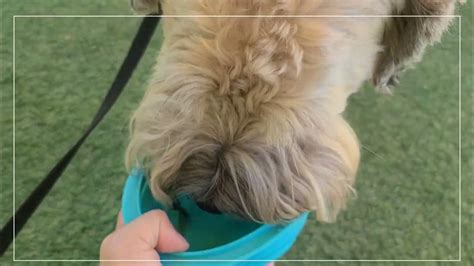 캐리랑 산책 창릉천 카페 ㅡ 브이로그 휘튼테리어 휘튼테리어캐리 창릉천 Wheatenterrier 카페프렌즈 아이리쉬소프트코티드휘튼테리어 Youtube