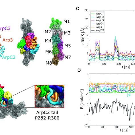 Actin Binding To Active Arp2 3 Complex With Attached Vc Domain A