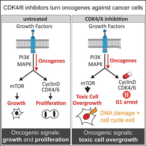Oncogenic Signals Prime Cancer Cells For Toxic Cell Overgrowth During A