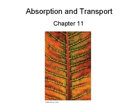 Absorption And Transport Chapter 11 H 2 O
