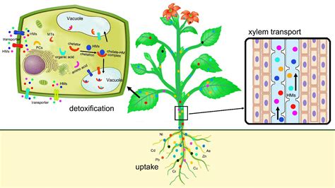 Phytoextraction Diagram