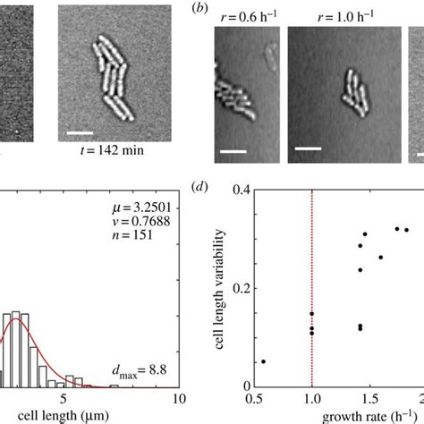 Population Cell Size Variability In A Microcolony A The Growth From Download Scientific