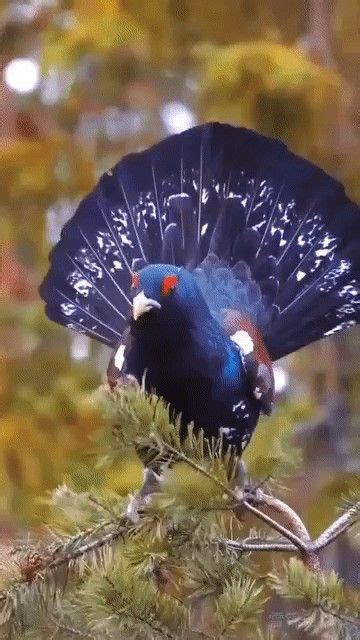 Pin von Аркадий Сериков auf Птицы | Schöne vögel, Vögel, Tiere