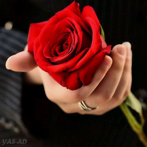 خلفيات يد ماسكه ورده أفكار خلفية