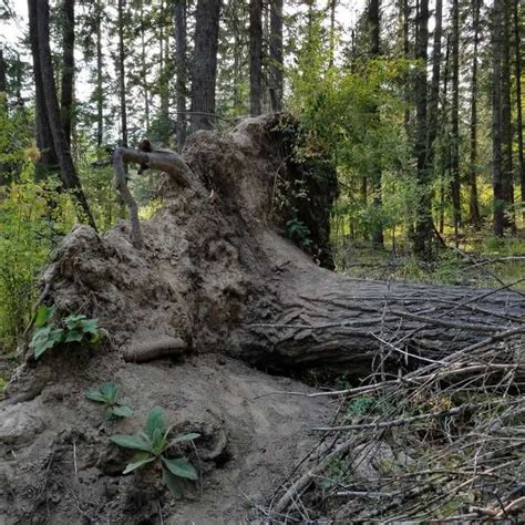 Fallen Tree Trunk And Roots In A Forest Of Green Foliage And Trees With A Hit Of Sunshine Stock
