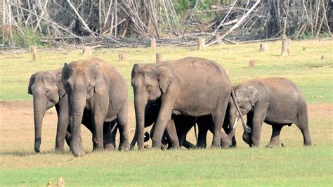 10 Forest Divisions Of Karnataka Brace For Elephant Population